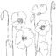 Poppy Sketch III | Diane Antone Studio