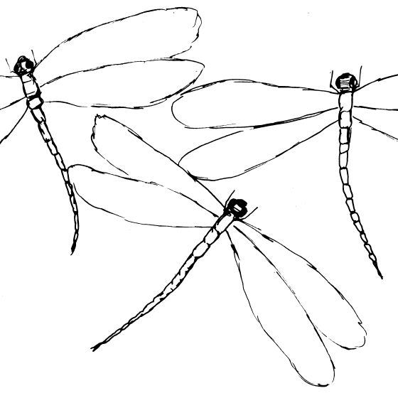Three Dragonflies Sketch | Diane Antone Studio Three Dragonflies Sketch | Diane Antone Studio